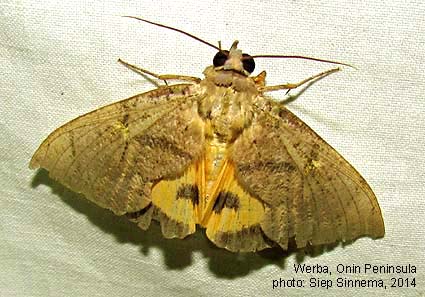 Papua Insects Foundation (Lepidoptera/Erebidae (Calpinae, Ophiderini ...